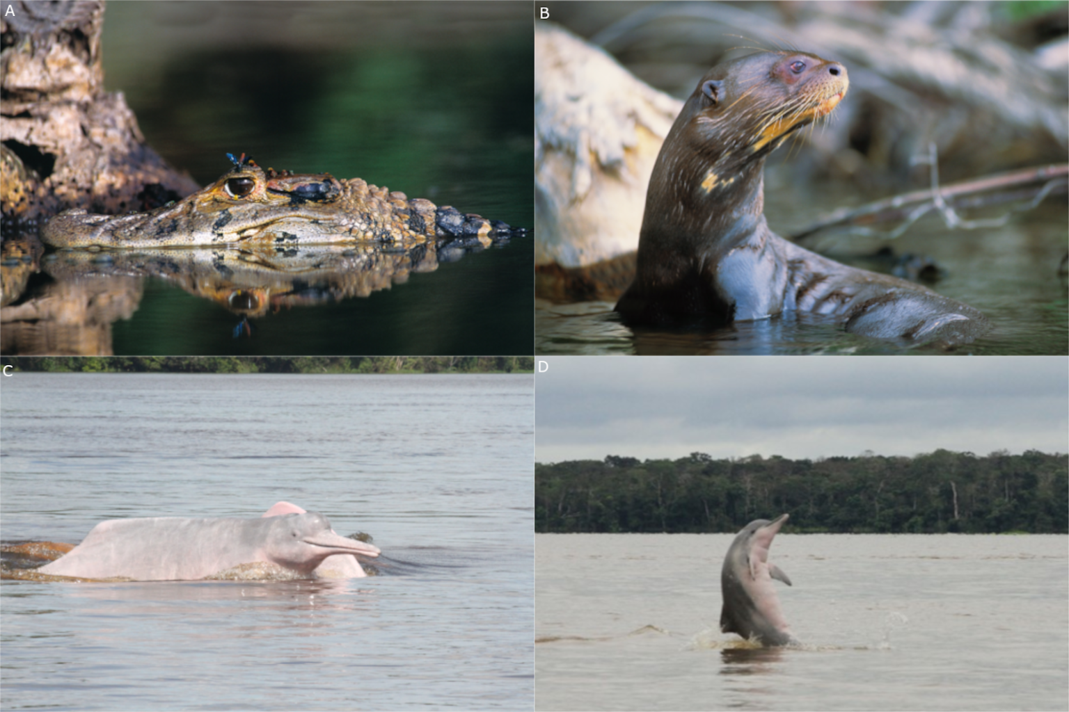 Conflitos entre pescadores e a megafauna aquática da Amazônia ...